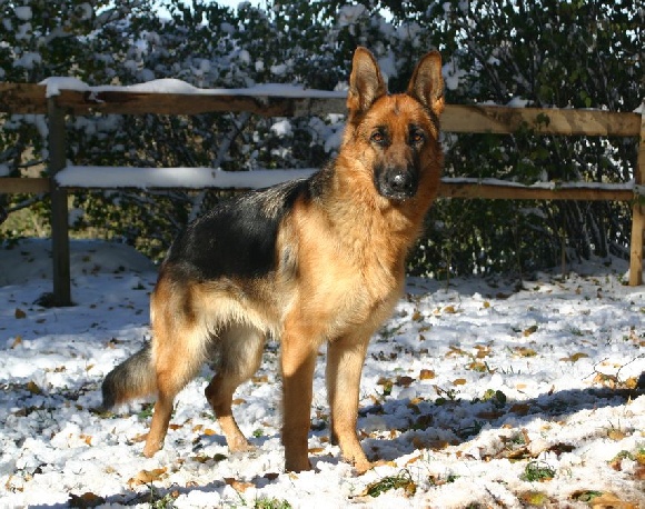 Accueil - Elevage Du Domaine De Mazières - eleveur de chiens Berger ...